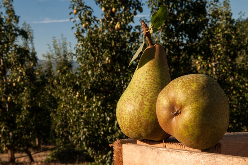 Descubre la Pera Conferencia del Bierzo en su temporada. – La Despensa ...